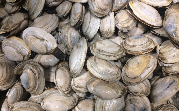 Shellfish in Maine – The Mudflat