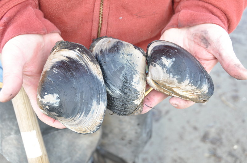 Shellfish in Maine – The Mudflat