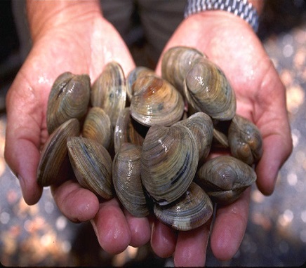 Shellfish in Maine – The Mudflat