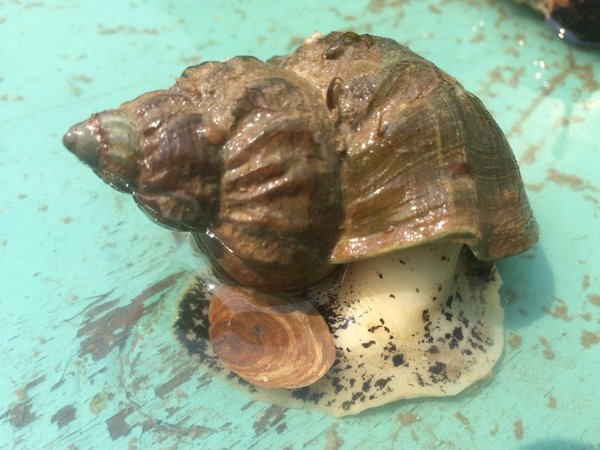 Shellfish in Maine – The Mudflat