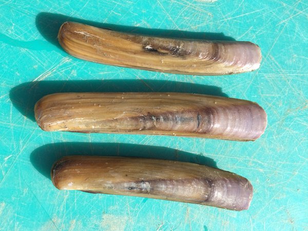 Shellfish in Maine – The Mudflat