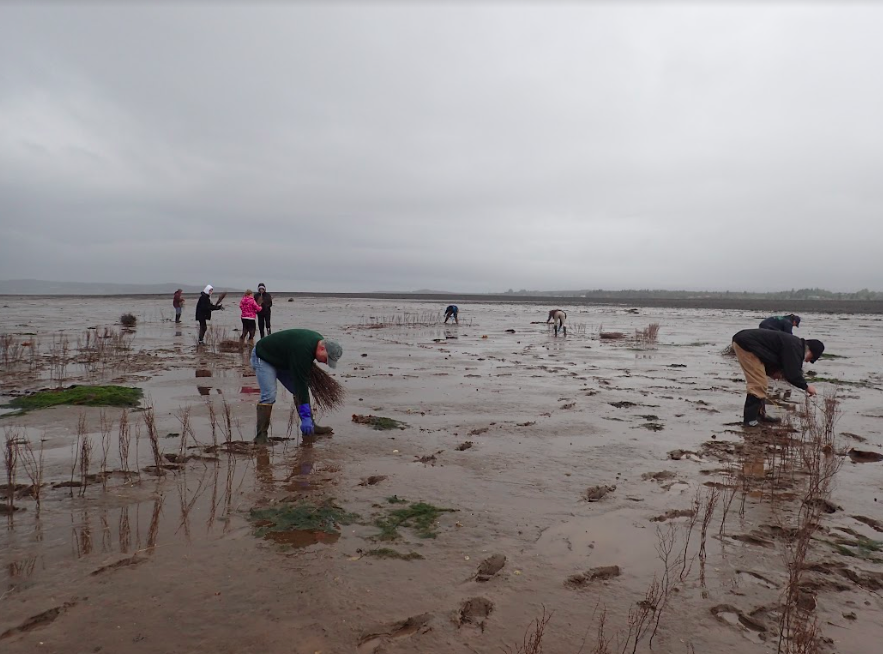 Lubec: Soft-shell clam wildstock enhancement – The Mudflat