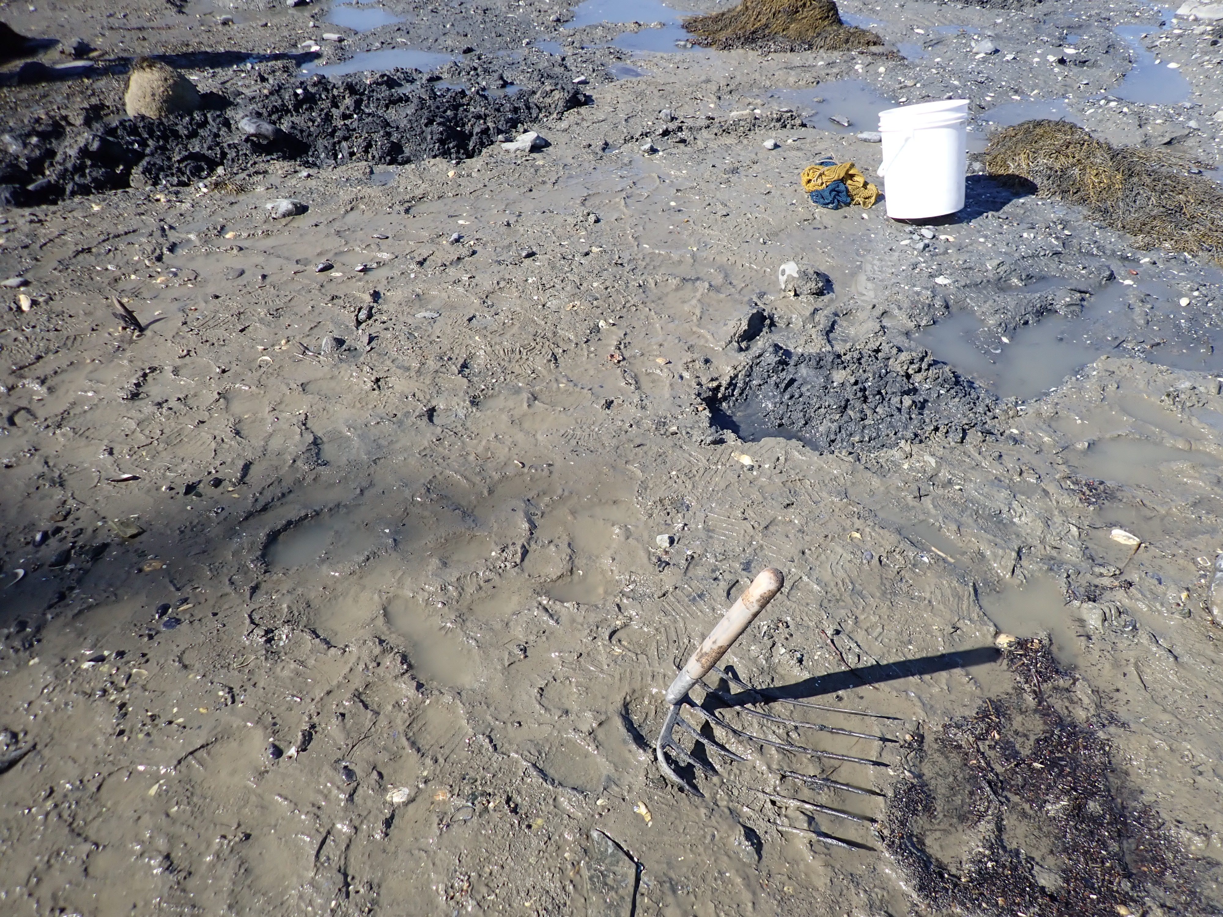 About – The Mudflat